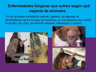 PRESENTACION-FUNGICAS.los mejpmejores datos | PPT