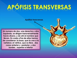 Columna vertebral | PPTX