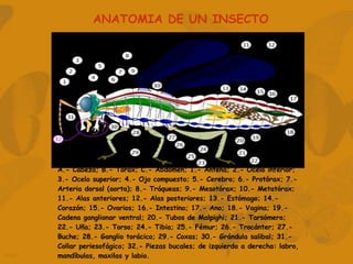 Presentacion Insectos | PPT