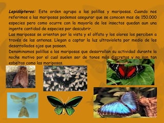 Presentacion Insectos | PPT