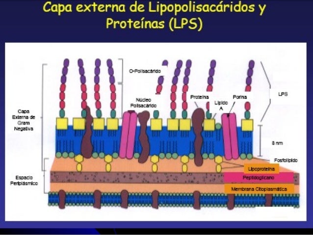 Diferencias De La Pared Celular Gram Positiva Y Gram Negativa