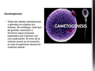 Gametogenesis | PPTX
