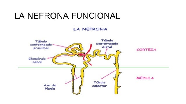 Generalidades anatomofuncionales de la nefrona
