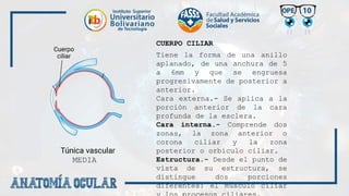 ANATOMIA OCULAR | PPTX