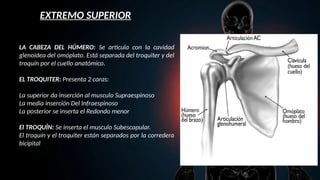 Dispositiva sobre la Anatomía del Húmero | PPTX