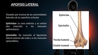 Dispositiva sobre la Anatomía del Húmero | PPT