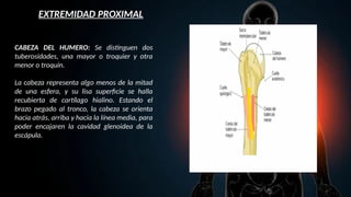 Dispositiva sobre la Anatomía del Húmero | PPT