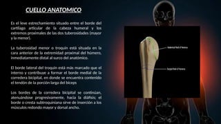 Dispositiva sobre la Anatomía del Húmero | PPTX