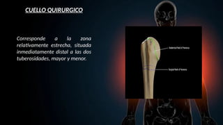 Dispositiva sobre la Anatomía del Húmero | PPTX