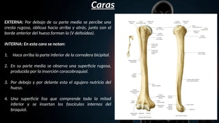 Dispositiva sobre la Anatomía del Húmero | PPTX