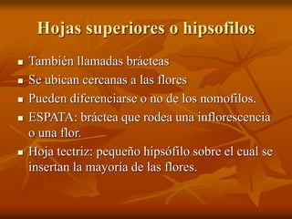 Hoja (Facultad UNCuyo) | PPT