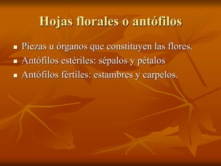 Hoja (Facultad UNCuyo) | PPT