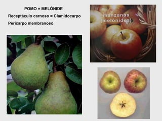 Presentación: El Fruto (Facultad UNCuyo) | PPT