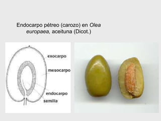 Presentación: El Fruto (Facultad UNCuyo) | PPT