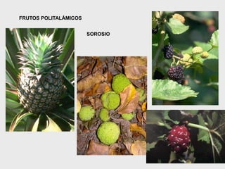 Presentación: El Fruto (Facultad UNCuyo) | PPT