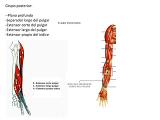 Miembro superior. Antebrazo | PPTX