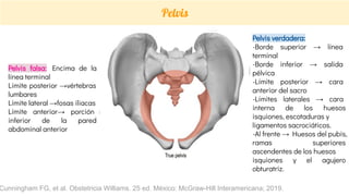 ANATOMIA DE LA PELVIS Y SISTEMA OSEO HGM | PDF