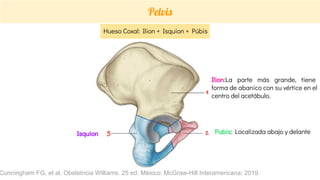 ANATOMIA DE LA PELVIS Y SISTEMA OSEO HGM | PDF
