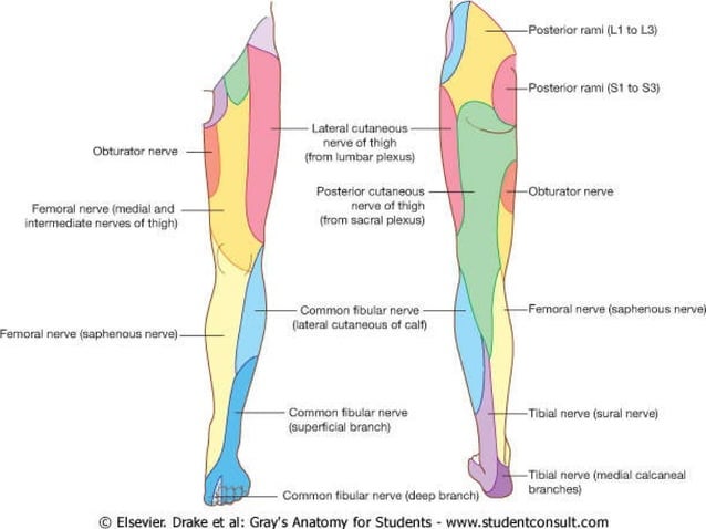 Extremidad inferior. Vasos y nervios