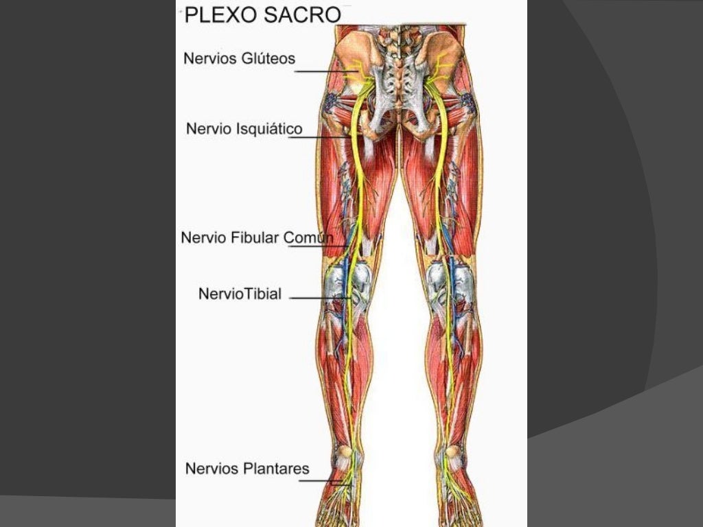 Extremidad inferior. Vasos y nervios