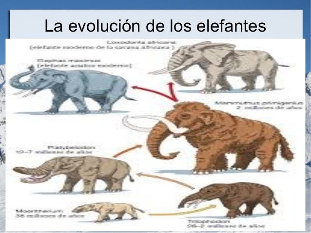 Evolución de las especies