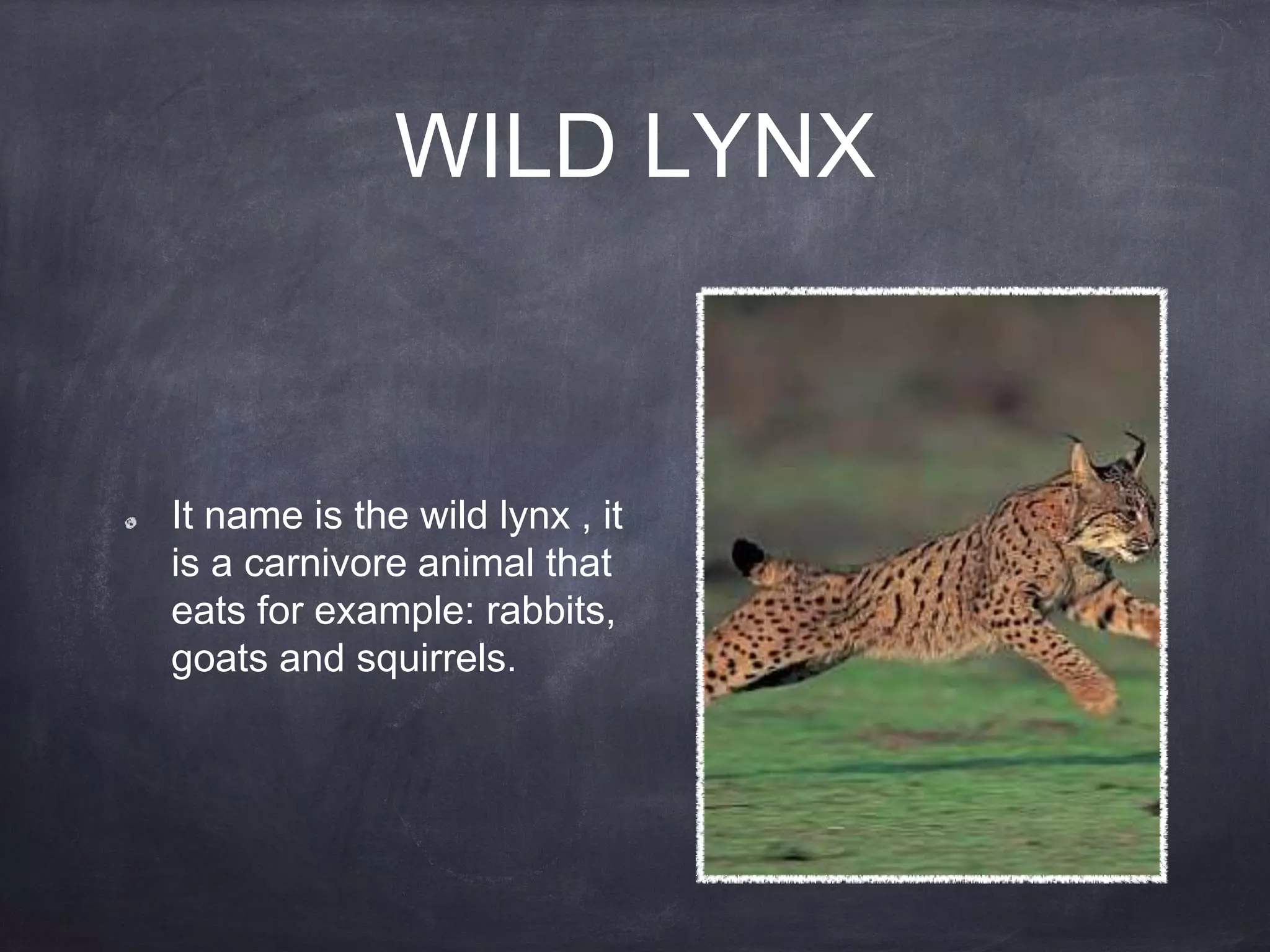 Lynx Alejandra and Pablo 5B | PPTX