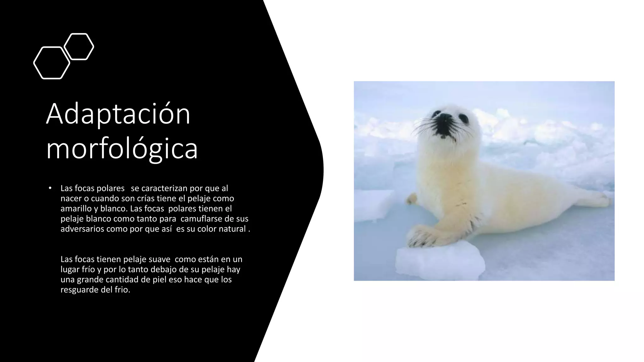 Adaptacion animales Morfológico, fisiológico y conductual | PPTX