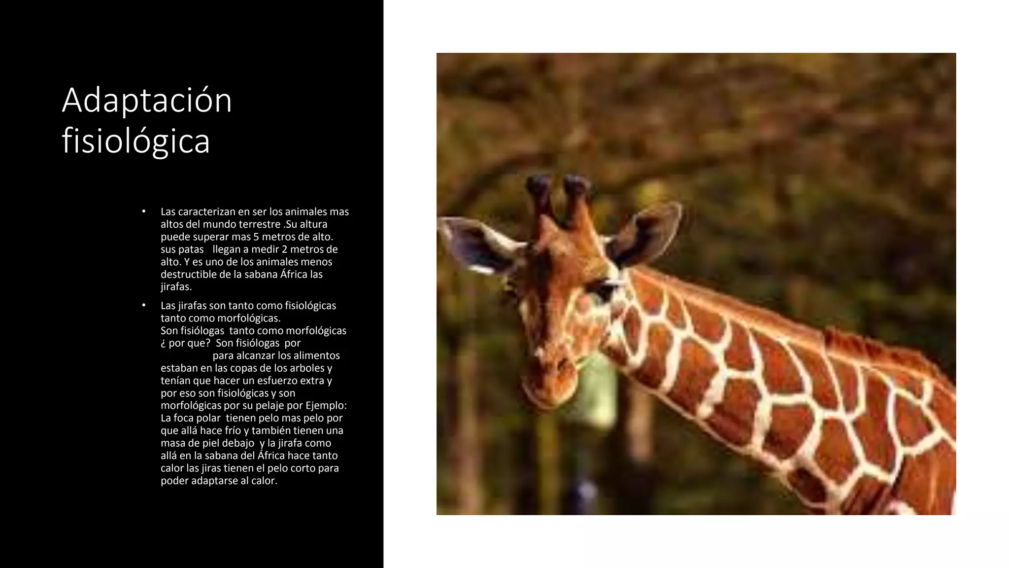 Adaptacion animales Morfológico, fisiológico y conductual | PPTX