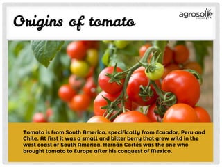 Agrosol Products: Tomato | PPT