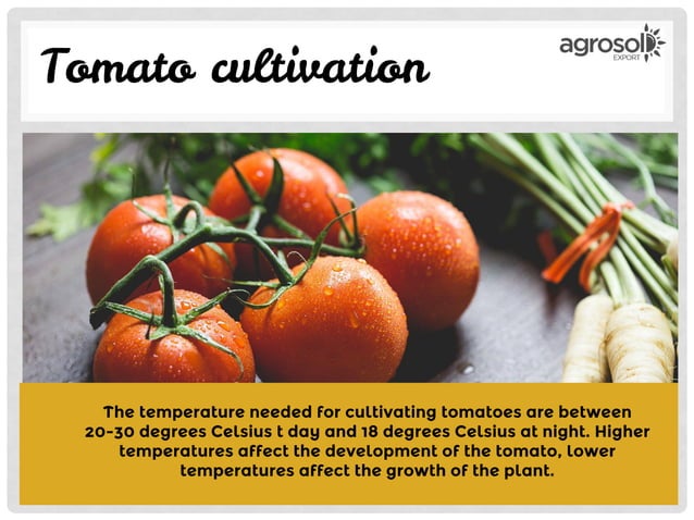 Agrosol Products: Tomato | PPT