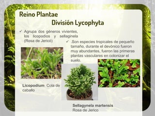 Presentacion Algas Briophyta Pteridophyta.pdf