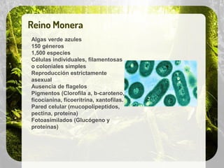 Presentacion Algas Briophyta Pteridophyta.pdf | Descarga Gratuita