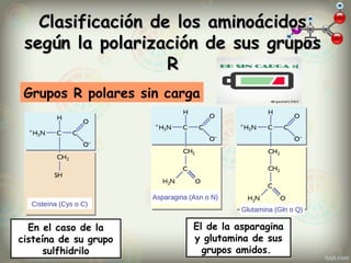 aminoacidos bioquimica | PPT