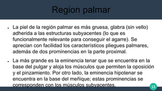 PRESENTACION ANATOMIA DE MANO.pptx