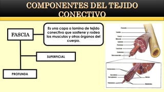TEJIDO MUSCULAR- Principales componentes | PPTX