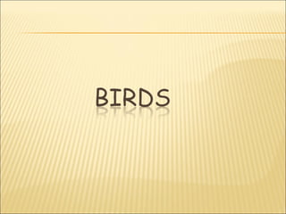 Animals groups | PPT