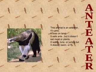 Presentacion Animales 5ºA | PPT