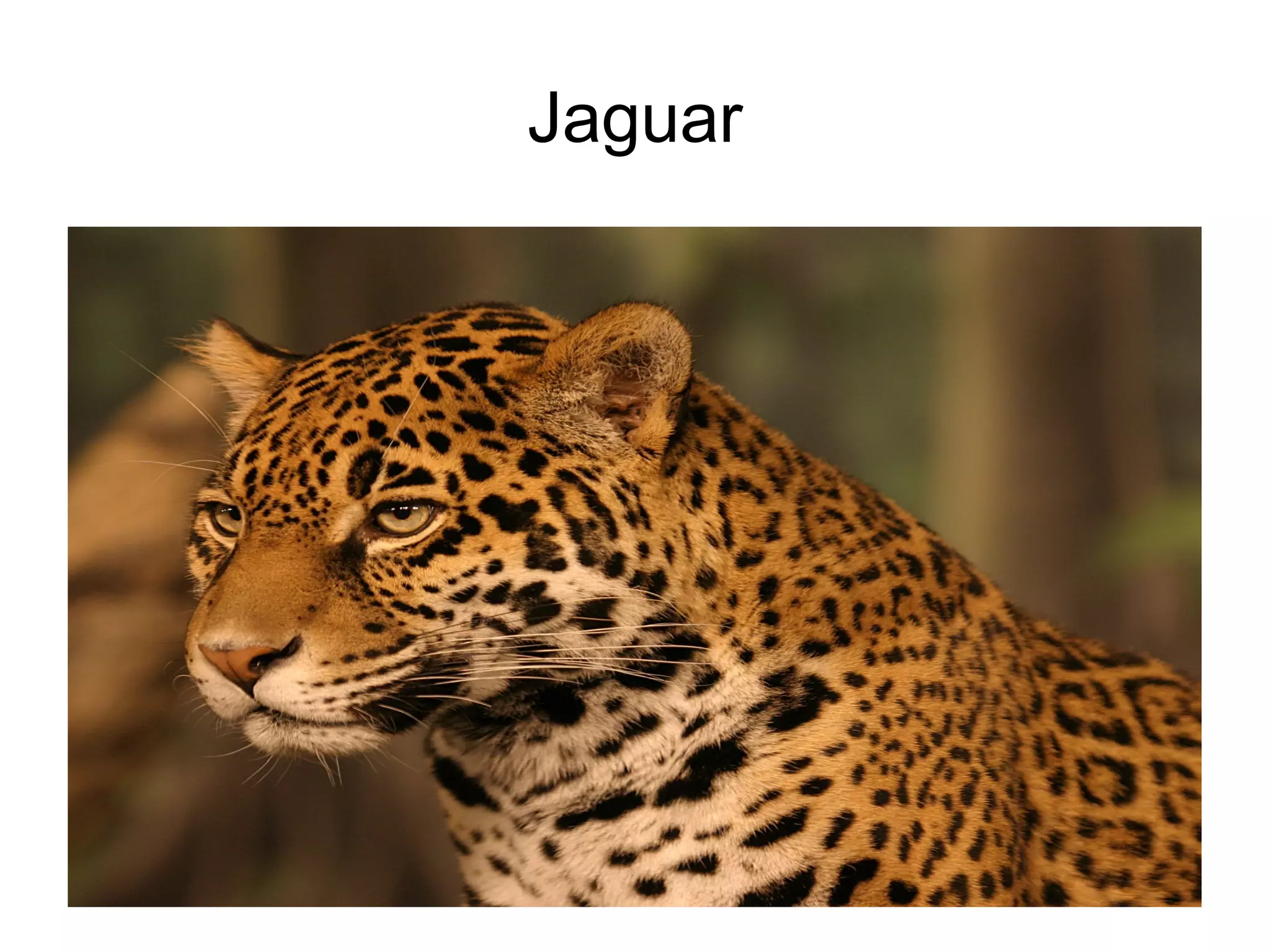 Presentacion animals | ODP