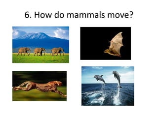 Mammals - Animals 2 - CEIP Las Lomas | PPT