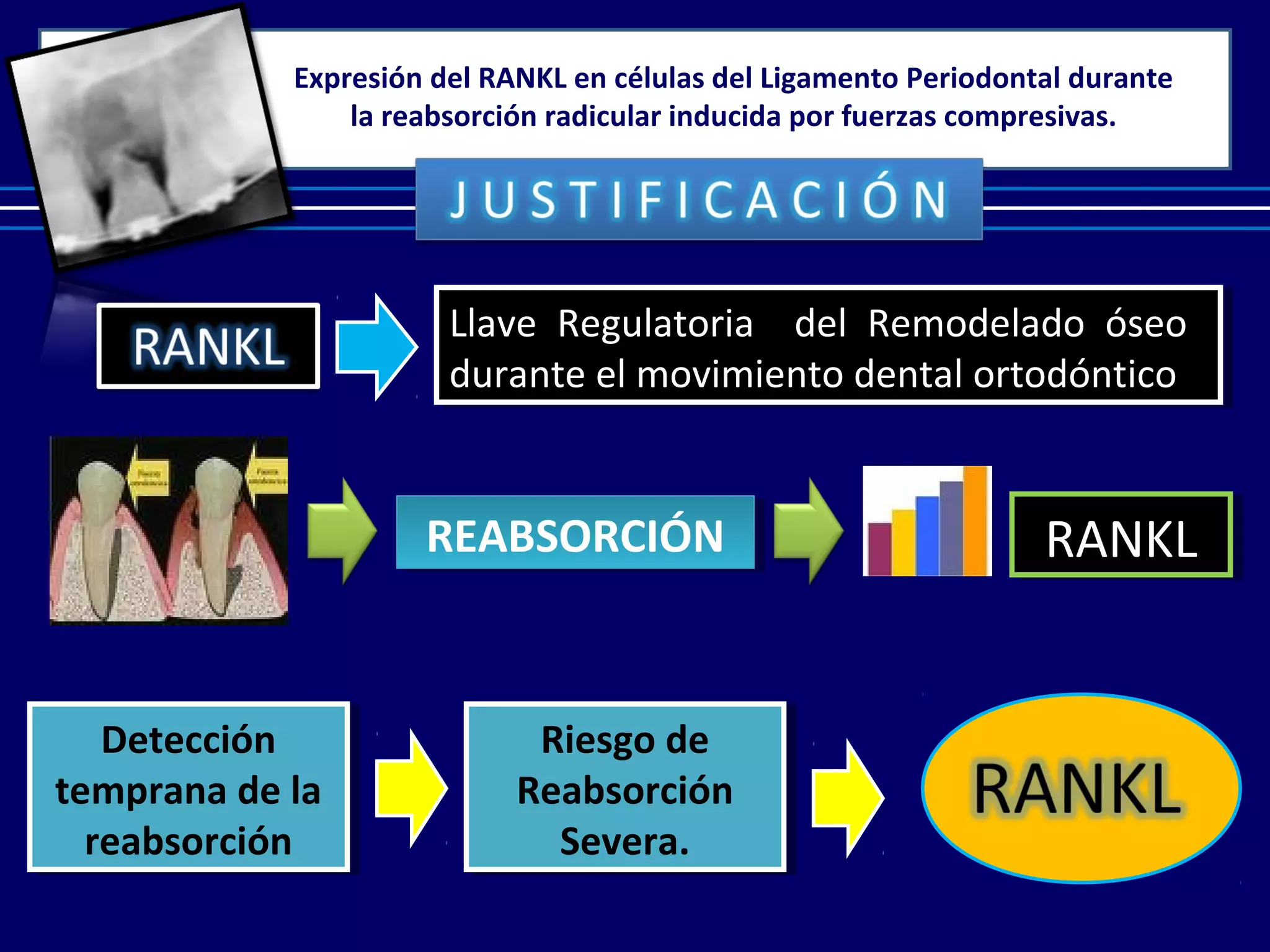Expresión del RANKL en células del Ligamento Periodontal durante la ...