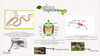Presentación aparato digestivo en vertebrados.pdf