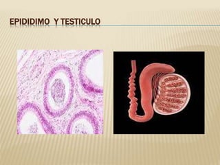 Presentacion aparato reproductor masculino | PPTX