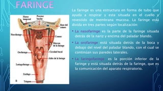 Presentacion aparato respiratorio | PPTX