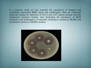 Presentacion artículo | PPT