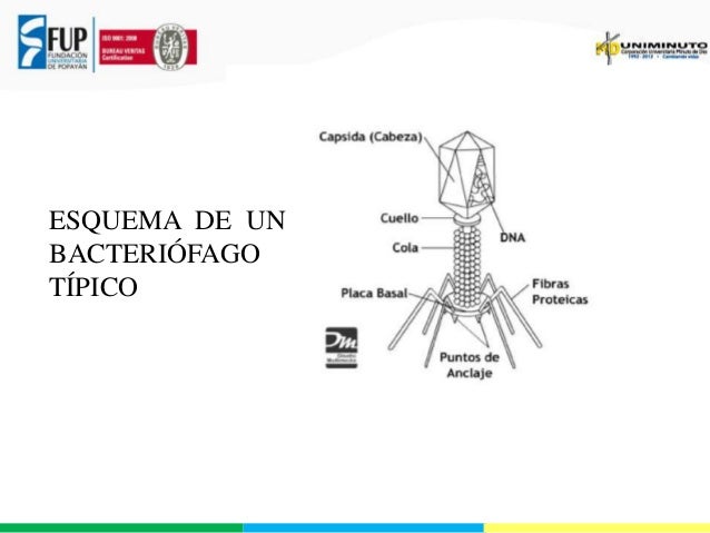 El Sistema Virus Bacteriofago