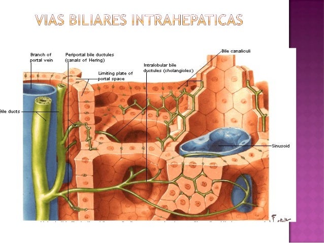Presentacion biliar Dr. Rolando ibañez