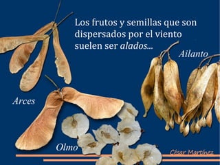 Dispersion del fruto y semillas en Angiospermas | ODP