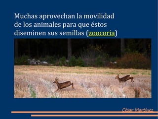 Dispersion del fruto y semillas en Angiospermas | ODP