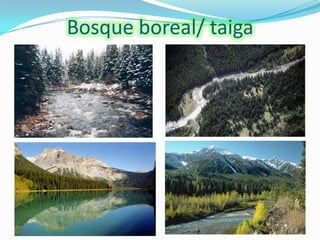 Presentacion bosque boreal | PPTX
