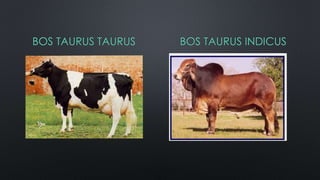 Bovinos | PPTX